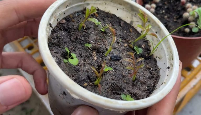 An effective way to propagate roses, which few people use, but in vain ...