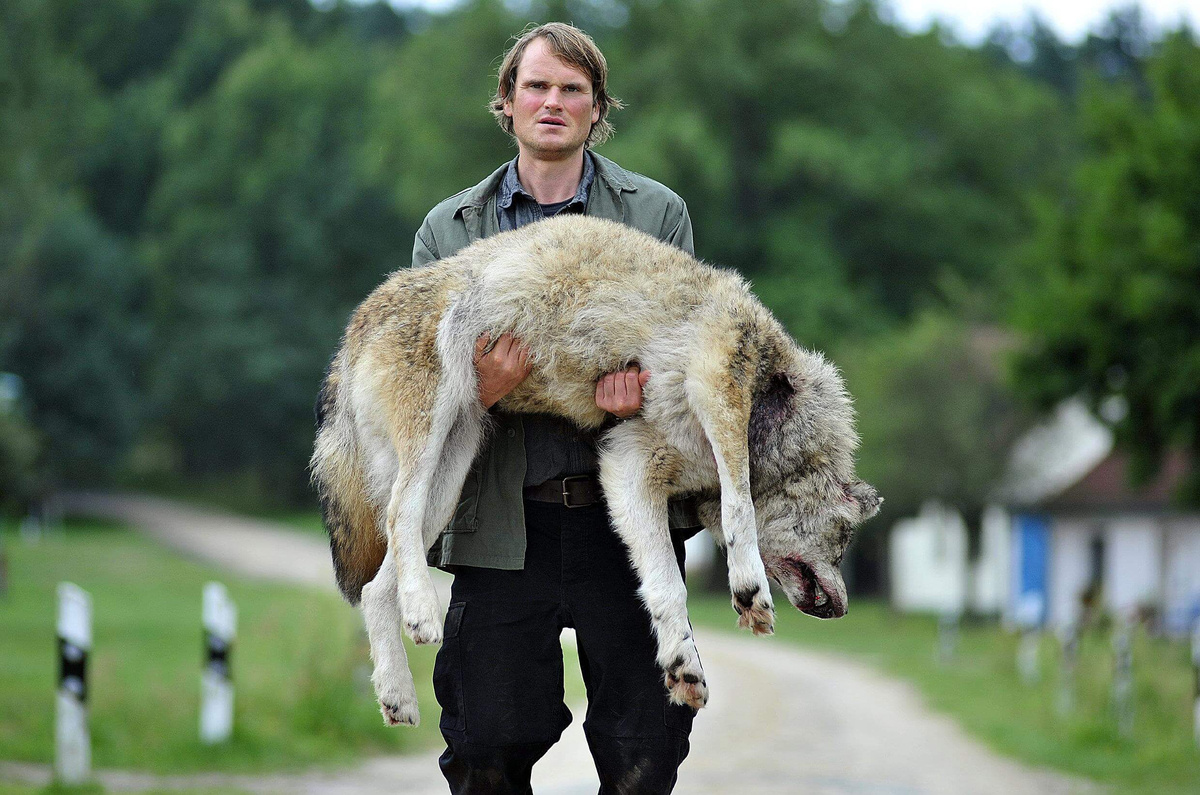 "I saved a she-wolf, and she saved my children" — a story worthy of a ...