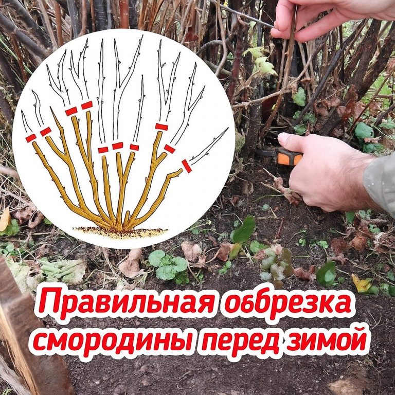 Правильная обрезка смородины перед зимой. Многие допускают эту ошибку